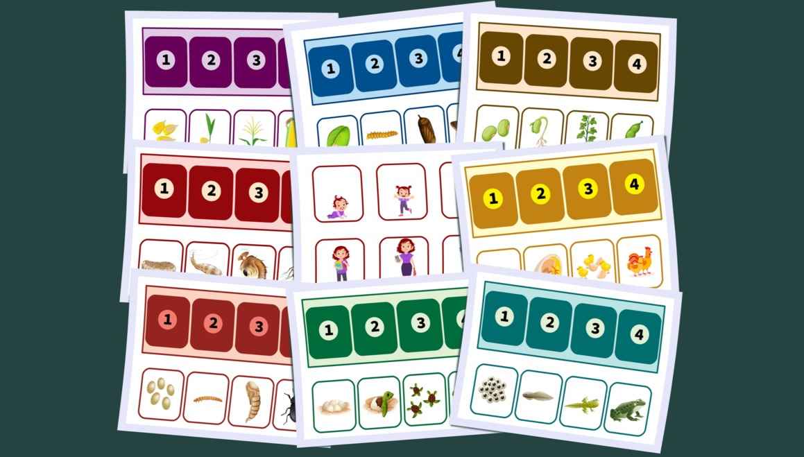 Game material for children "Life cycle of animals, insects, plants and ...