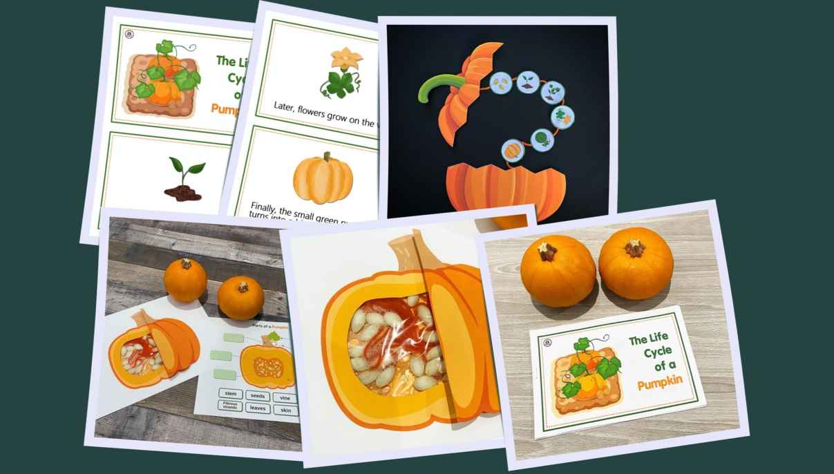 The life cycle of a Pumpkin. EXPLORING THE PARTS OF A PUMPKIN